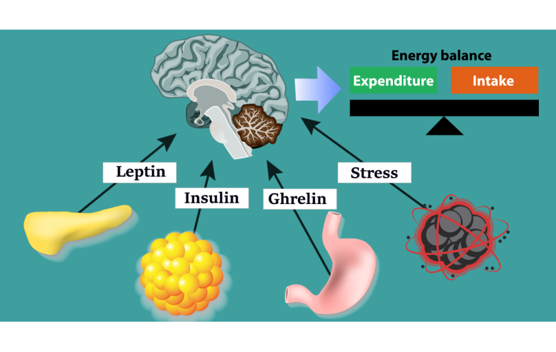 Hormones play a significant role in normal functioning of the body as ...